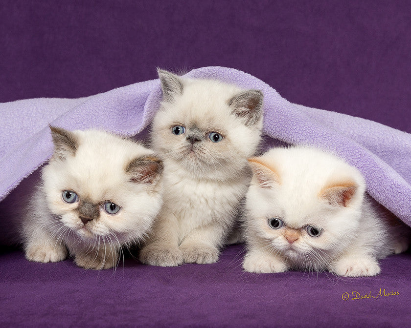 How to ship a cat — aretedogsupply.com