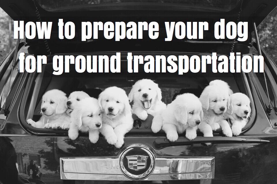 How to prepare your Pet for ground transportation. — aretedogsupply.com